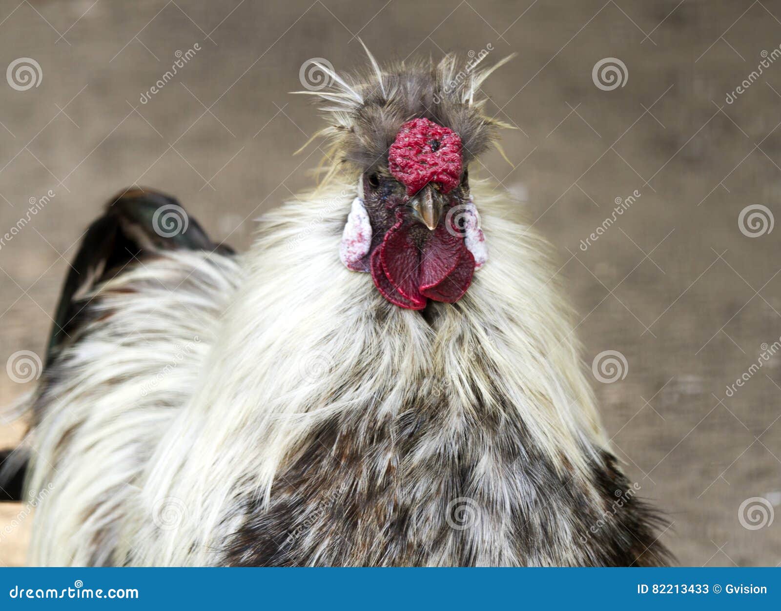 Chicken Profile stock image. Image of close, rooster - 82213433