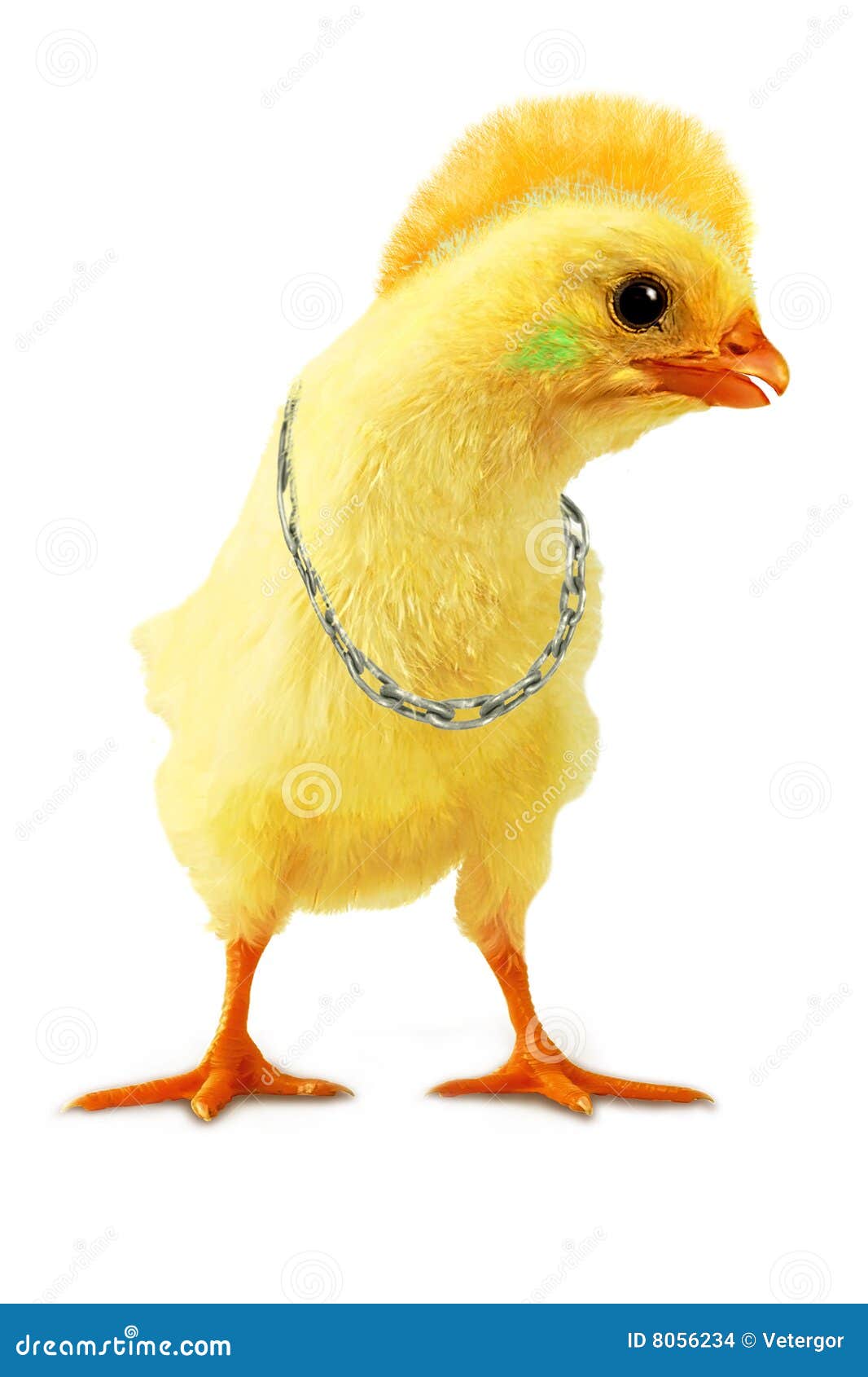 Chicken punk stock photo. Image of conversation, babby - 8056234