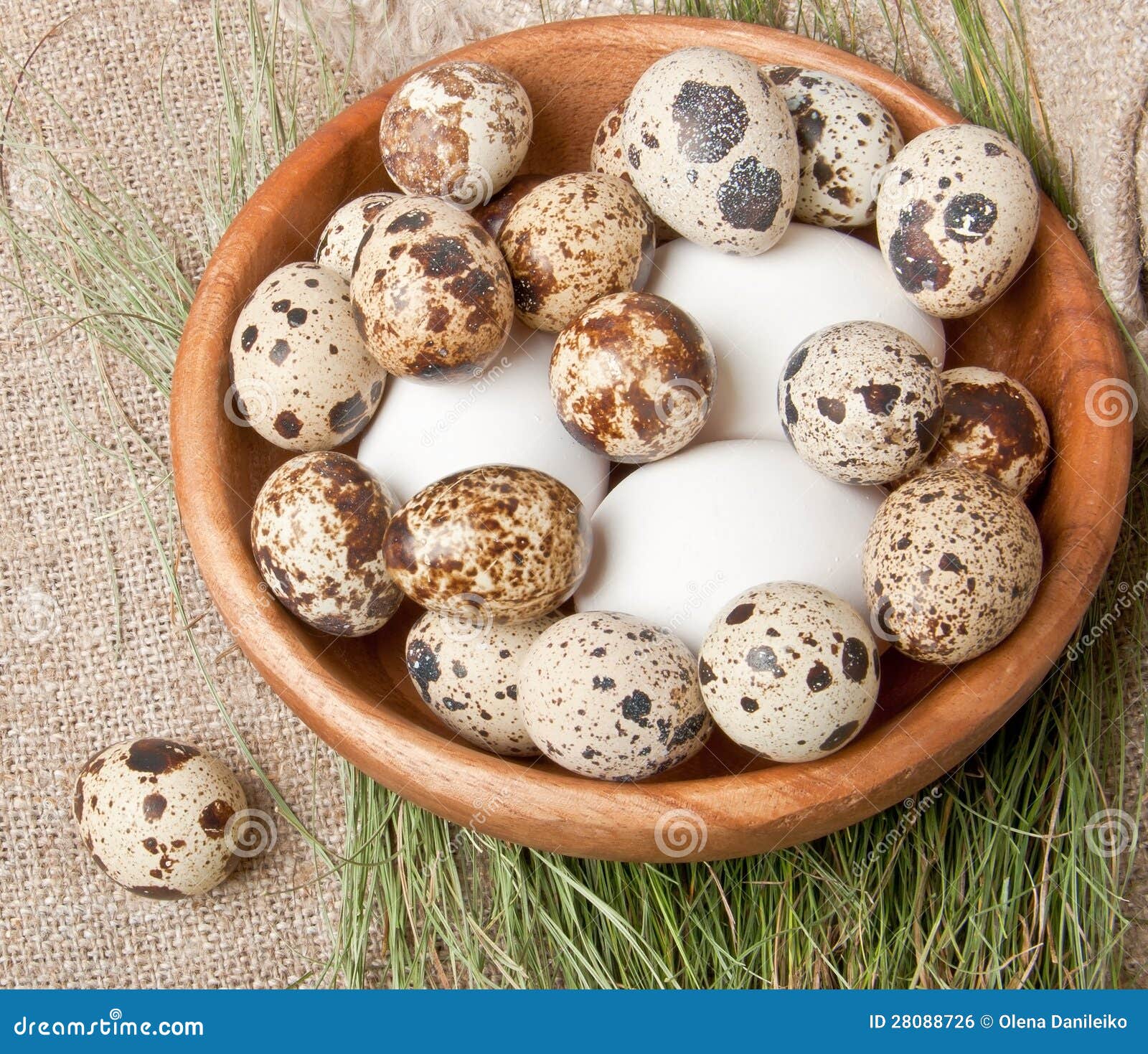 Chicken and quail eggs stock photo. Image of pattern - 28088726