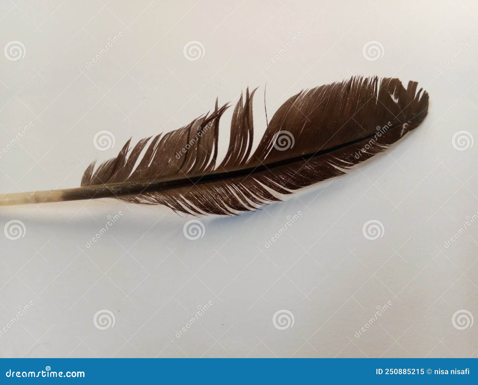 Chicken Quil with White Background Stock Image - Image of wood, aged ...