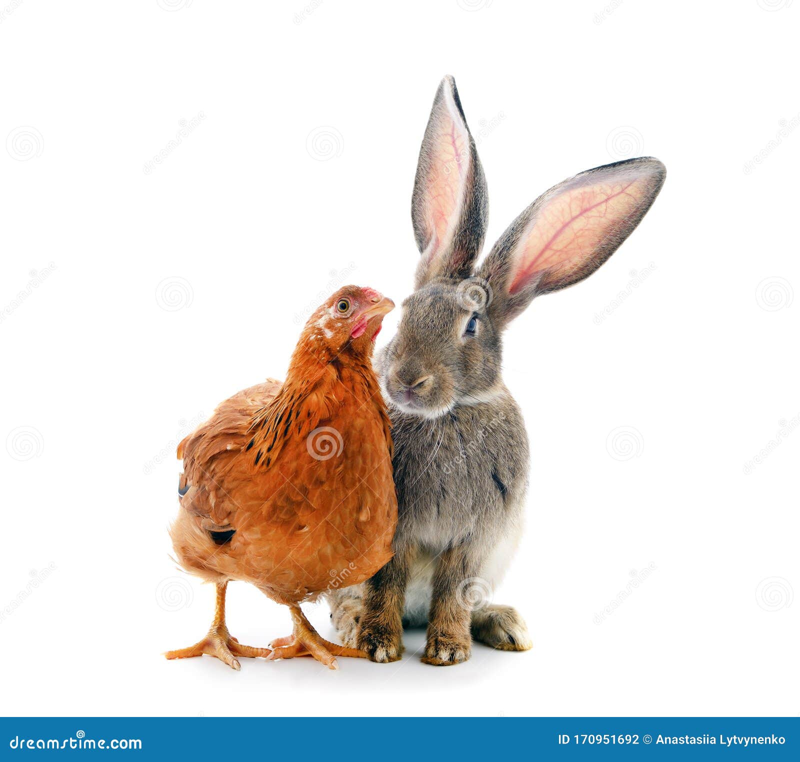 Chicken with rabbit stock photo. Image of agriculture - 170951692