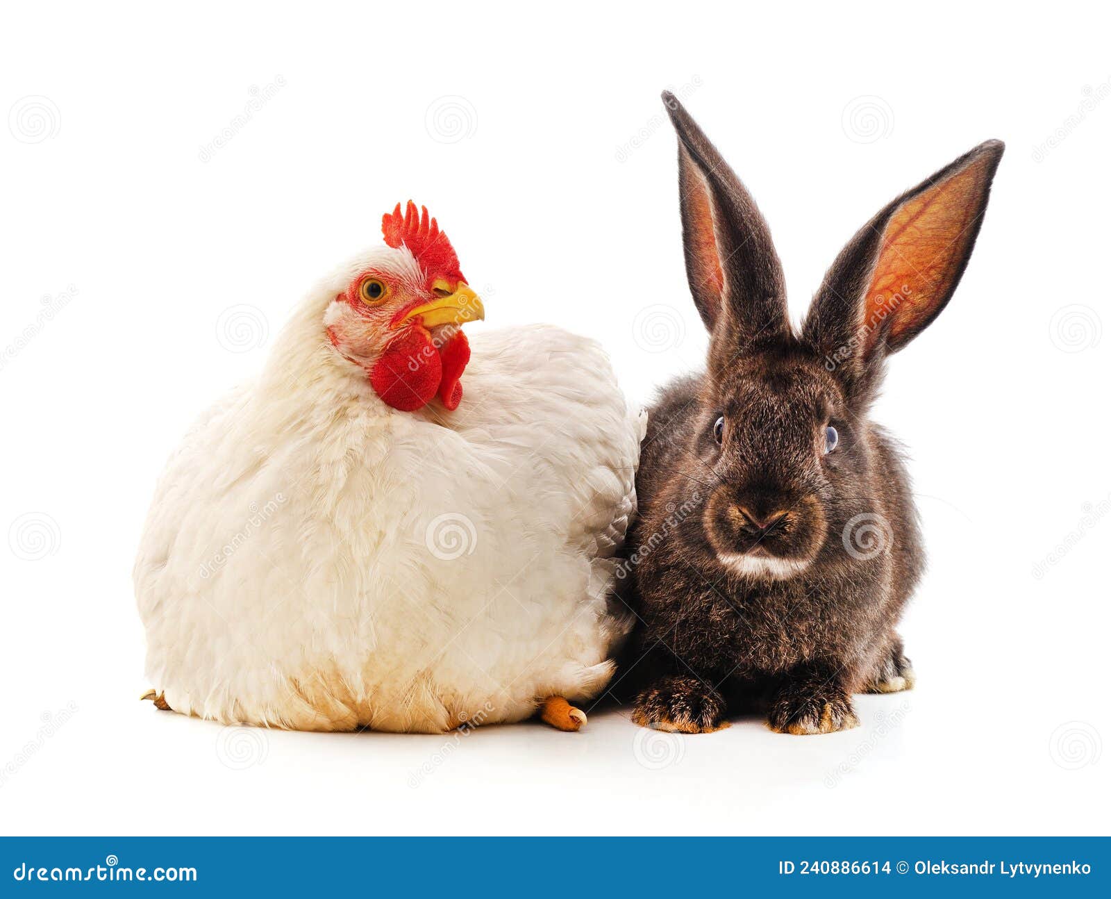 Chicken and rabbit stock photo. Image of couple, funny - 240886614