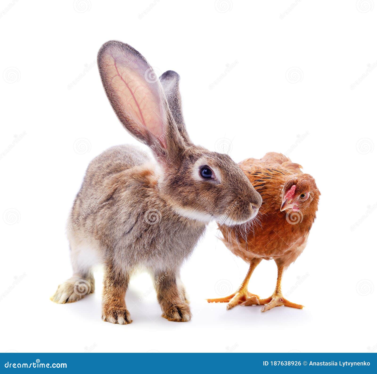 Chicken with rabbit stock photo. Image of background - 187638926
