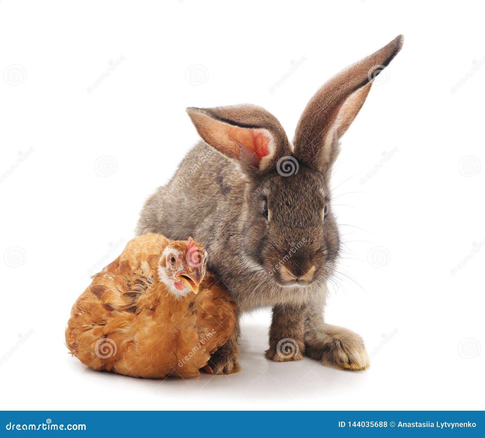 Chicken with rabbit stock photo. Image of little, agriculture - 144035688