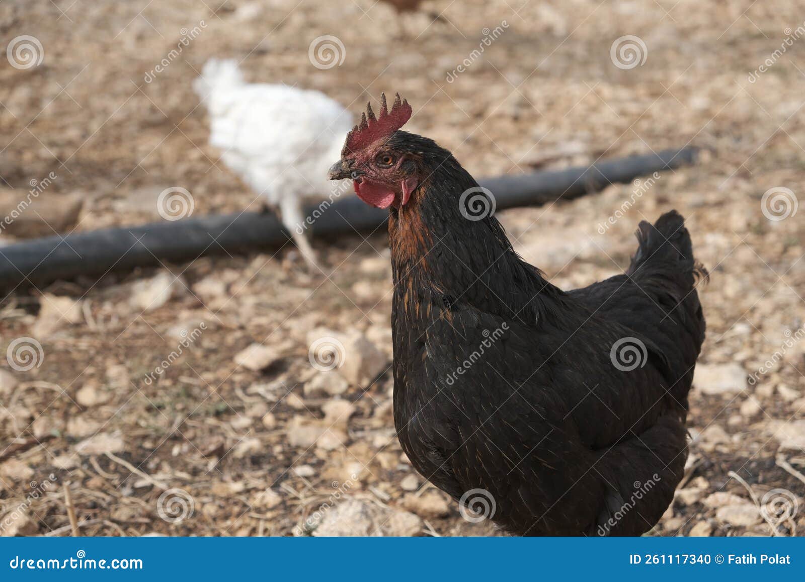 A Chicken Raised in a Natural Village Environment Stock Photo - Image ...