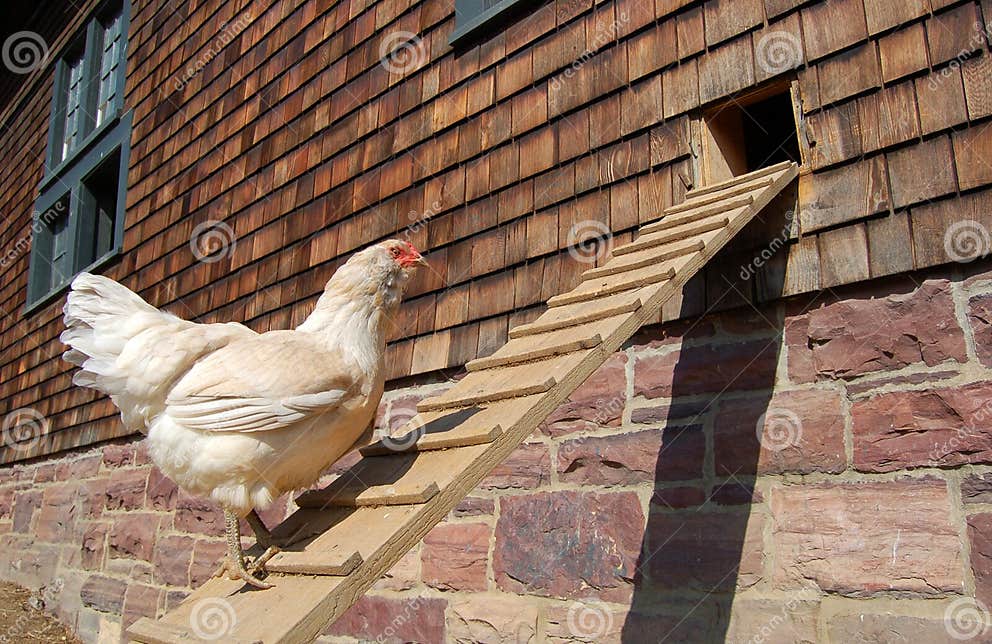 Chicken ramp stock image. Image of barn, organic, rural - 8742173