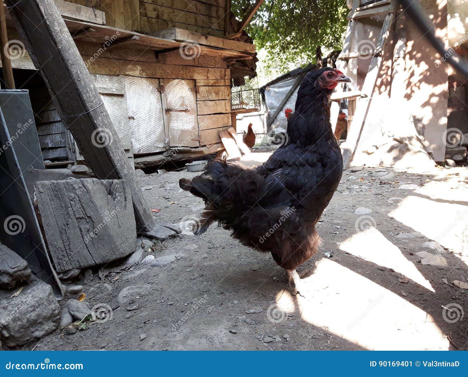 Chicken stock image. Image of farm, chicken, details - 90169401