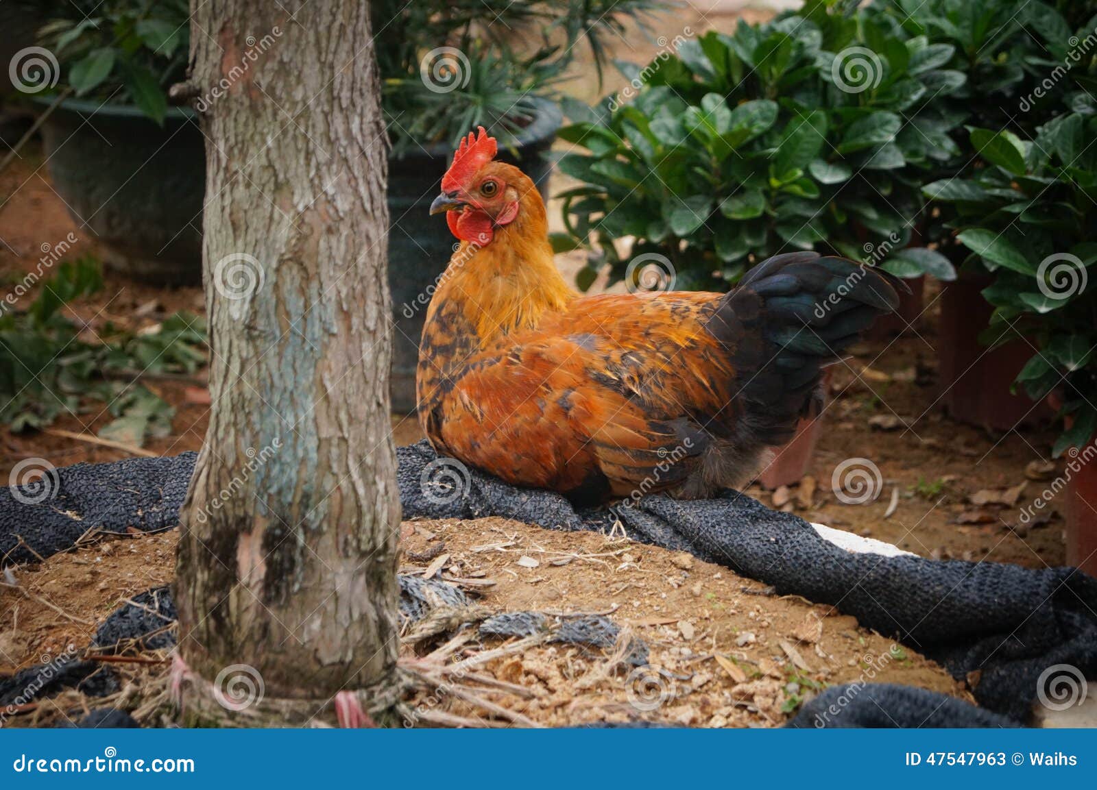 Chicken reared outdoors stock image. Image of outdoors - 47547963