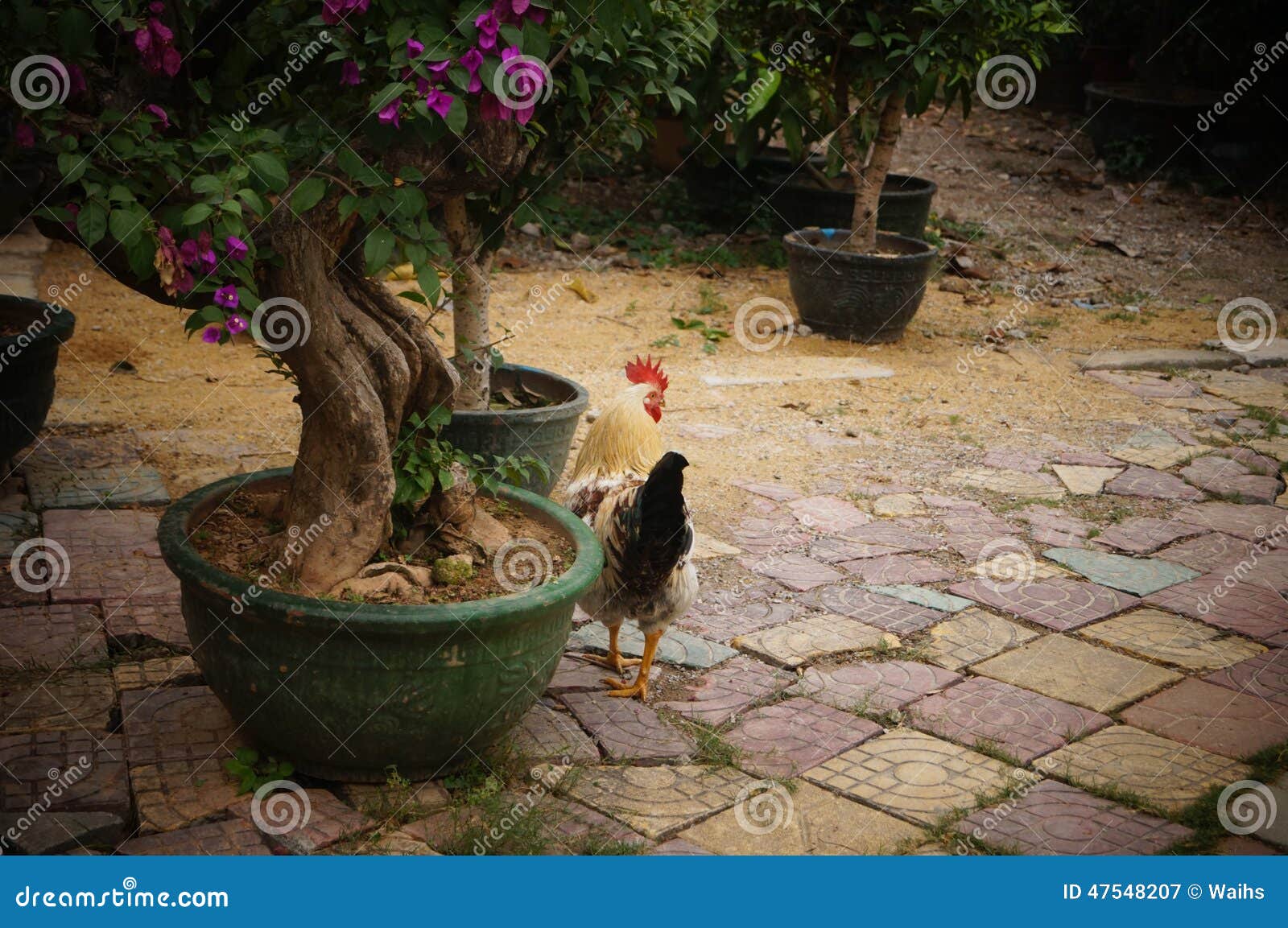 Chicken reared outdoors stock image. Image of plants - 47548207