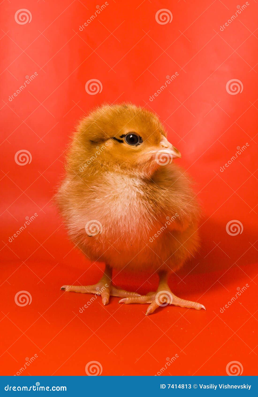 Chicken on a Red Background Stock Image - Image of hatchery, yellow ...