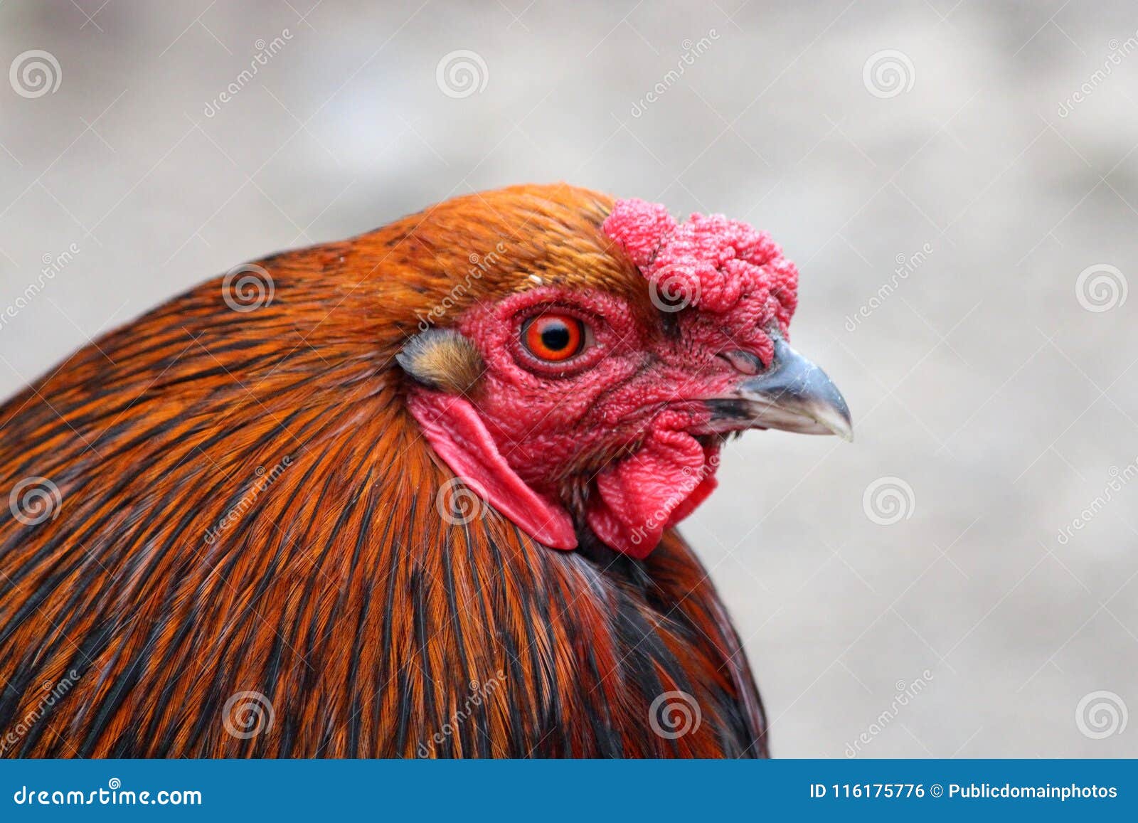 Chicken, Red, Beak, Bird Picture. Image: 116175776