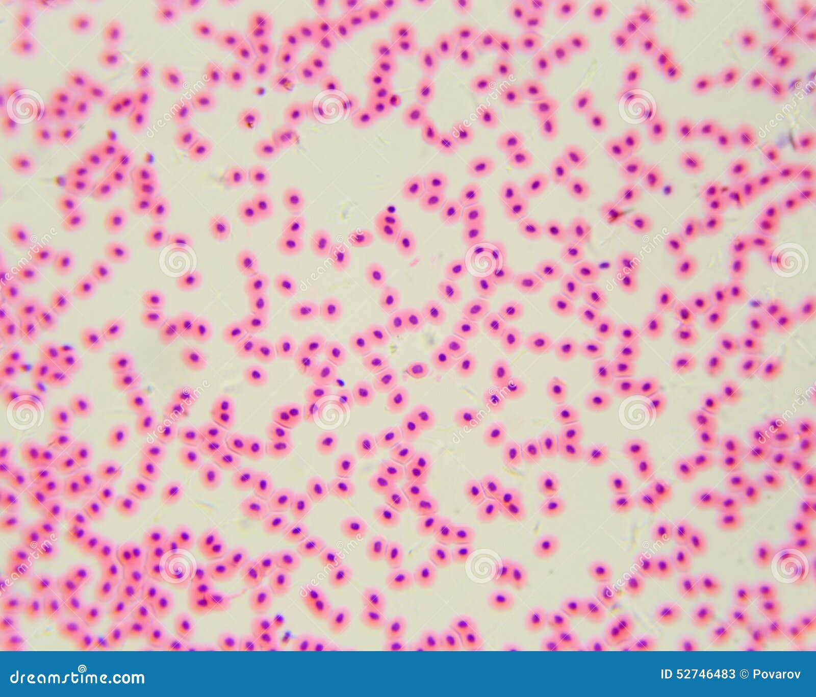 Chicken Red Blood Cells Under A Microscope (blood Smear Chicken ...