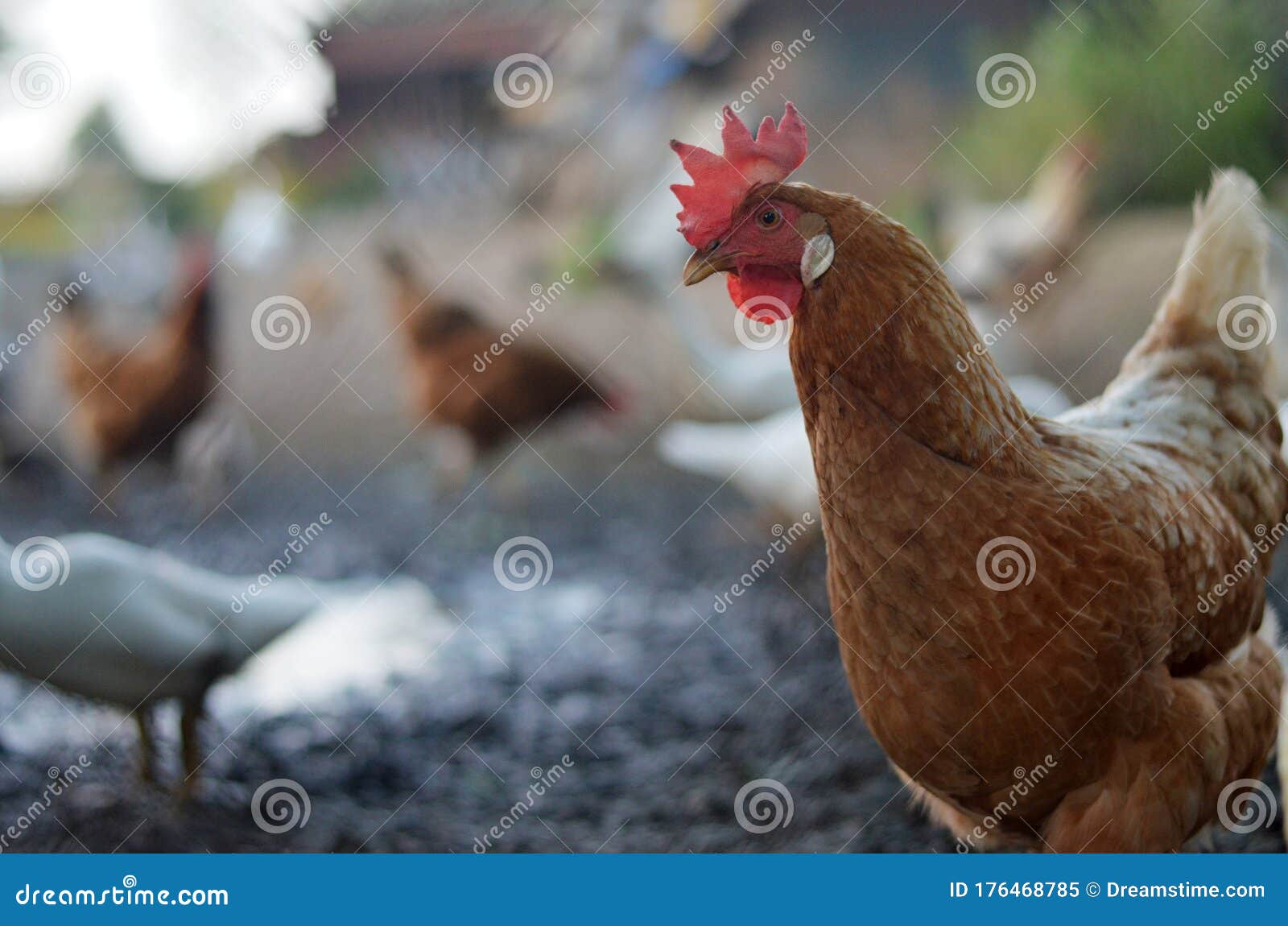 Chicken with Red Head in the Farm Stock Image - Image of vegan, detail ...