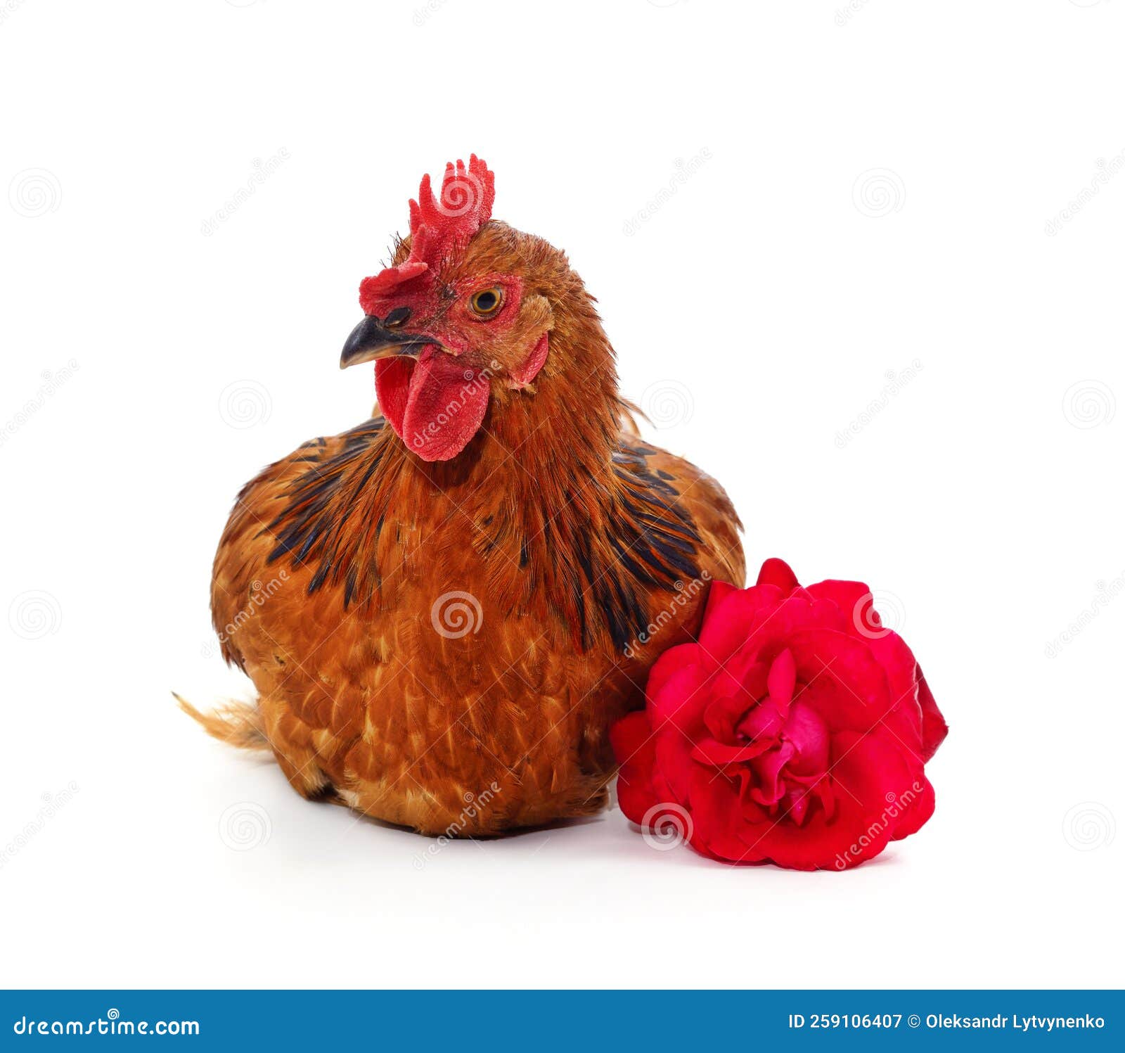 Chicken with a red rose stock image. Image of nature - 259106407