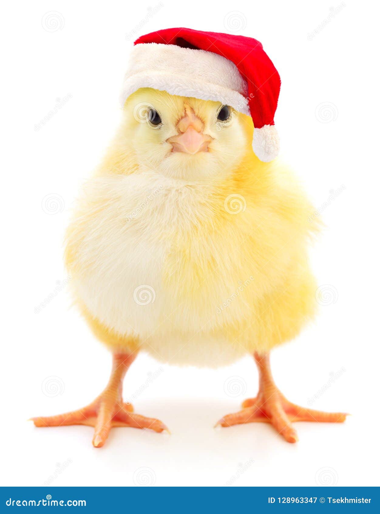 Chicken in a Red Santa Claus Hat. Stock Image - Image of animals ...