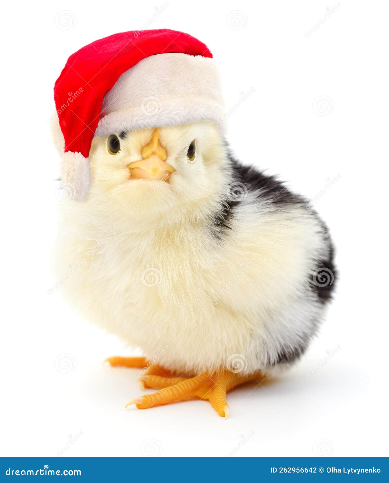 Chicken in a Red Santa Claus Hat Stock Photo - Image of newborn ...