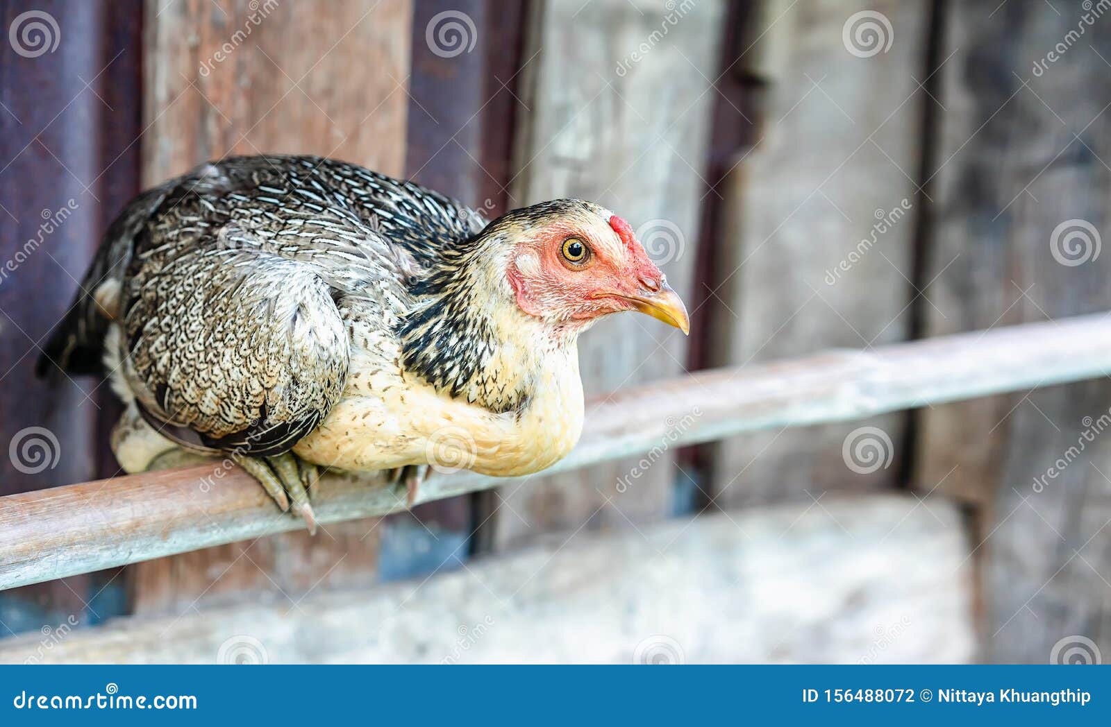 Relaxing Of Chicken Hen Lying In Dirt Soil Against Beautiful Sun ...