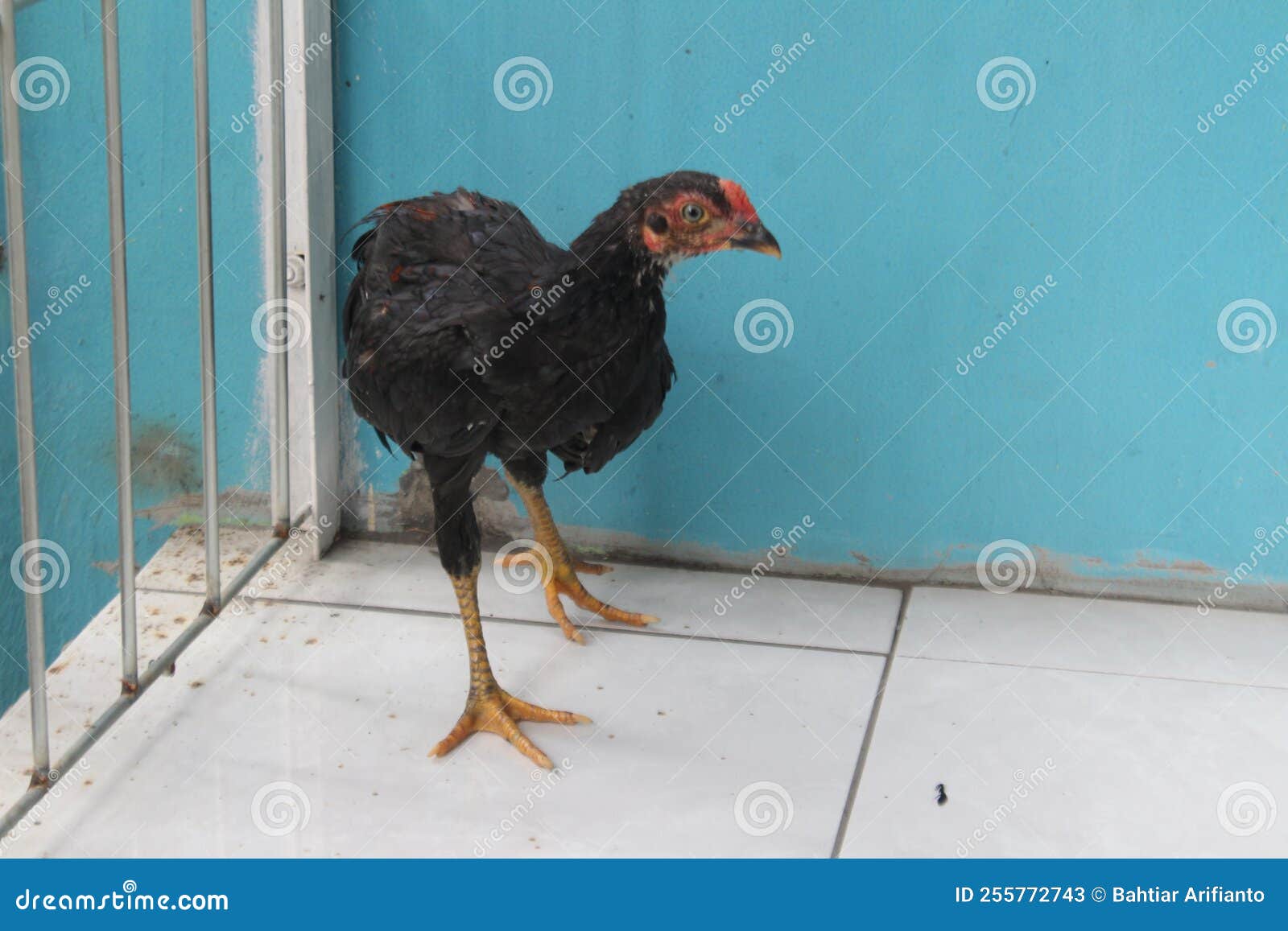 A chicken is relaxing stock image. Image of blue, fowl - 255772743