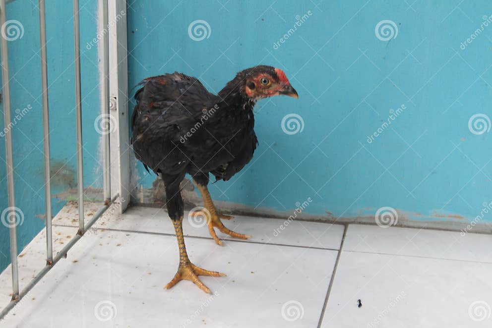 A chicken resting stock photo. Image of fowl, wing, quail - 257517554
