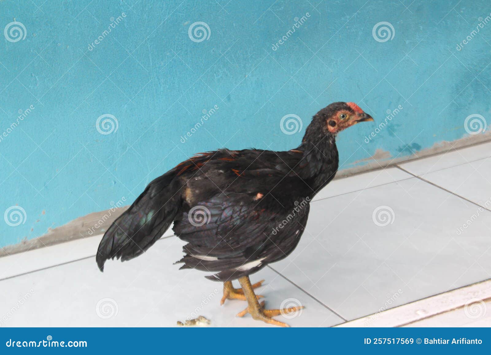 A chicken resting stock image. Image of animal, waterfowl - 257517569