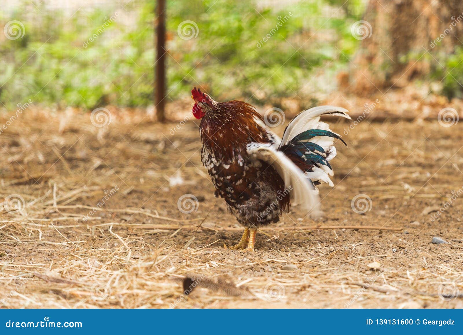Chicken resting in a farm stock photo. Image of cockerel - 139131600