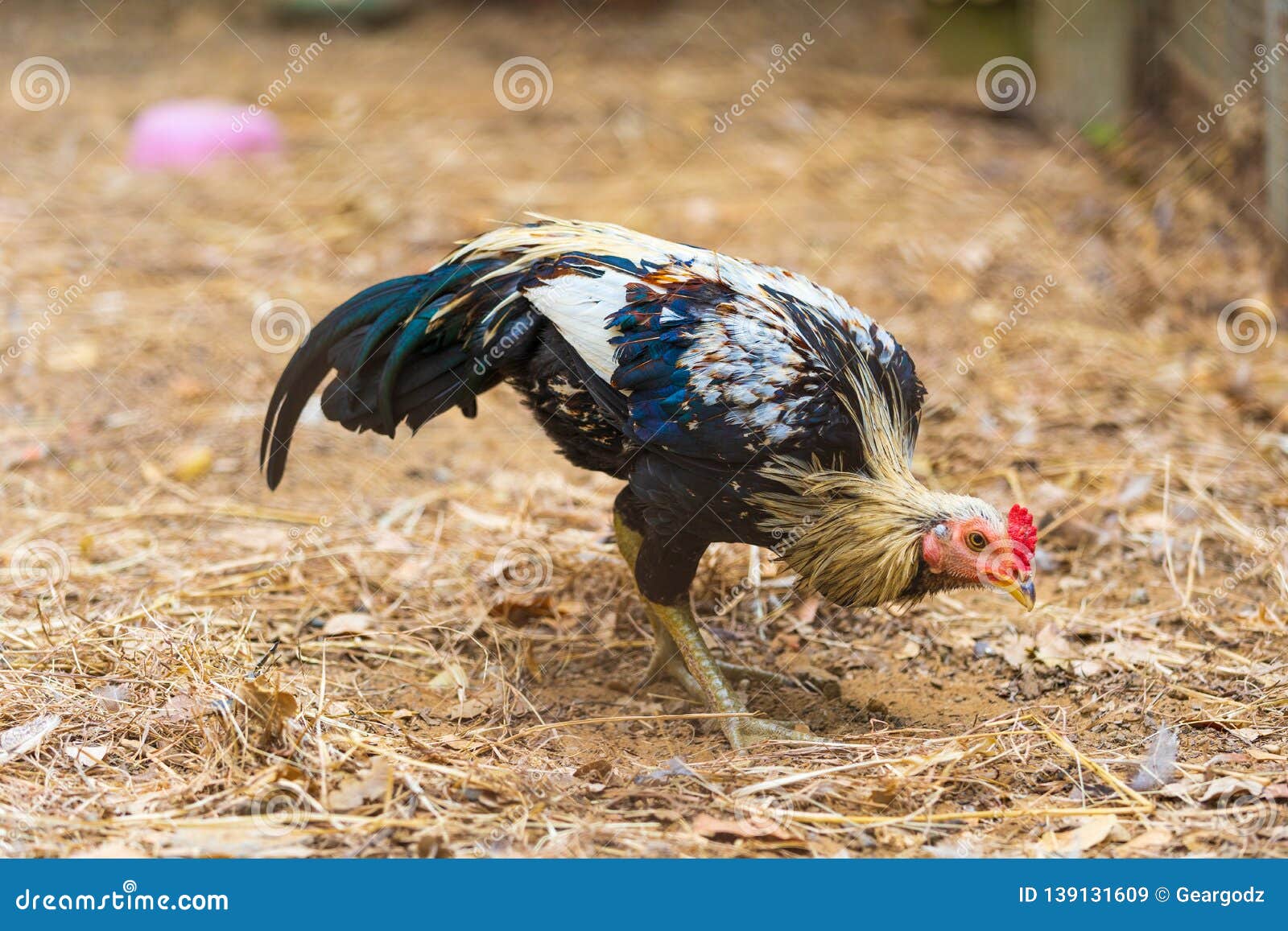 Chicken resting in a farm stock image. Image of meat - 139131609
