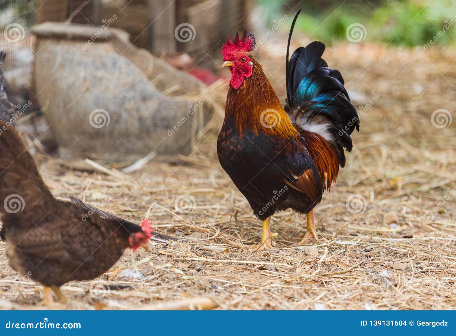 Chicken resting in farm stock photo. Image of natural - 139131604