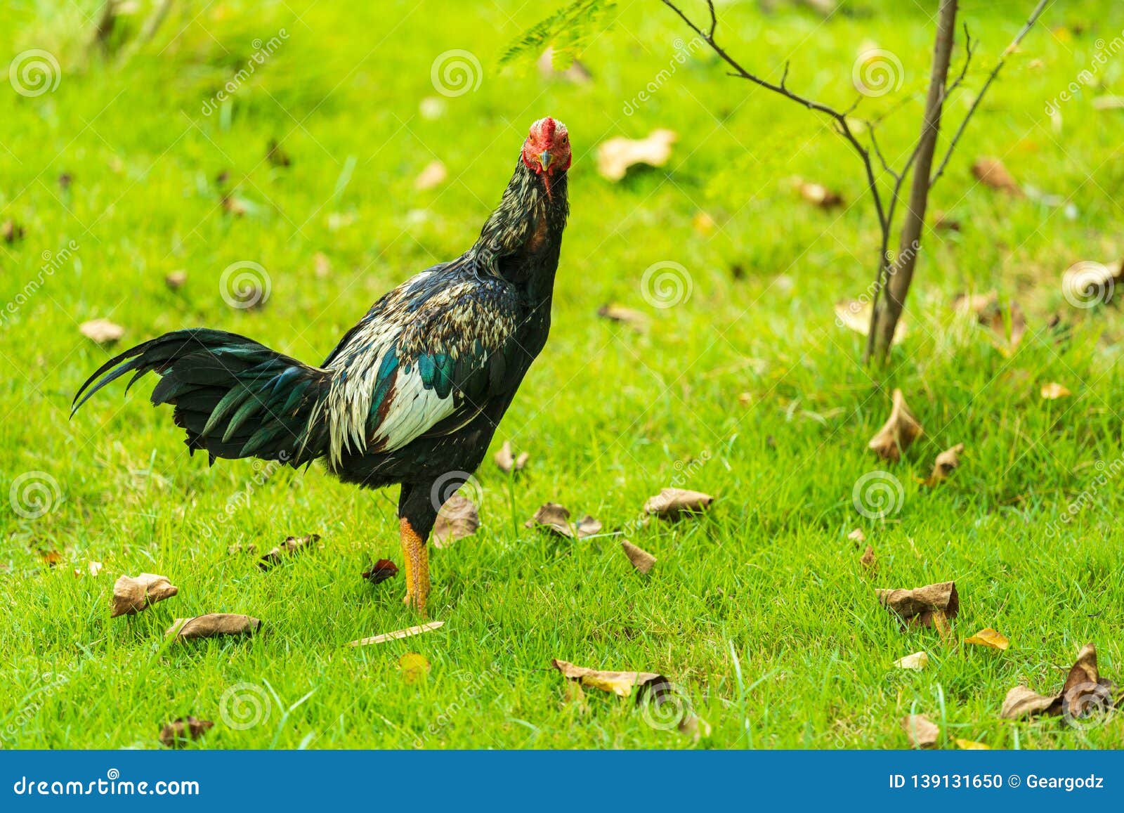 Chicken resting in a farm stock photo. Image of outdoors - 139131650