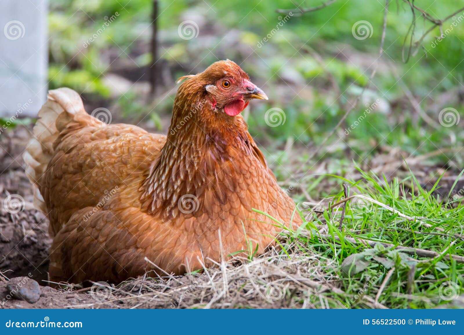 Chicken stock photo. Image of roosting, nesting, resting - 56522500