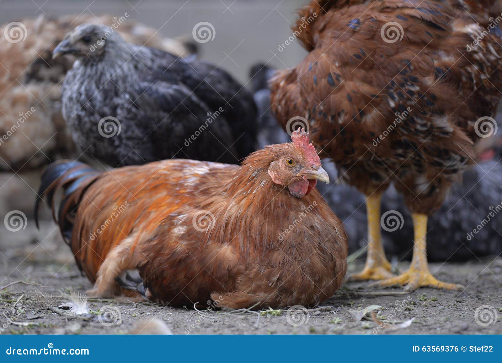 Chicken resting stock photo. Image of avian, pecker, animal - 63569376