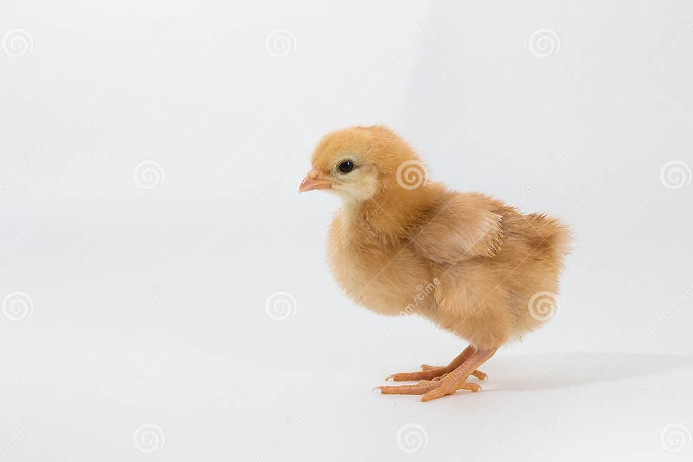 Chicken, Rhode Island Red Chick Stock Photo - Image of baby, farm: 82836592