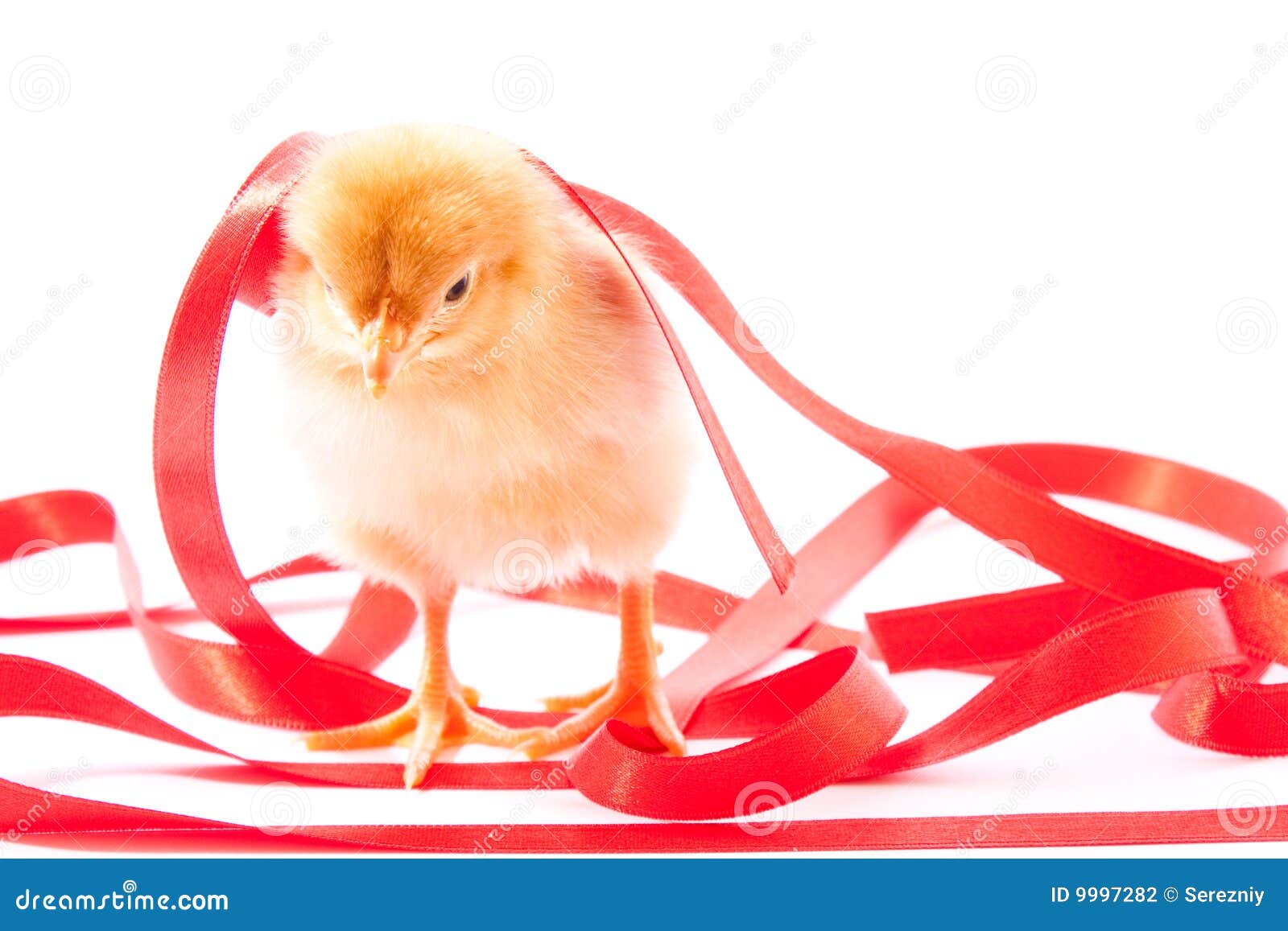Chicken with Ribbon Isolated Stock Photo - Image of chick, creature ...