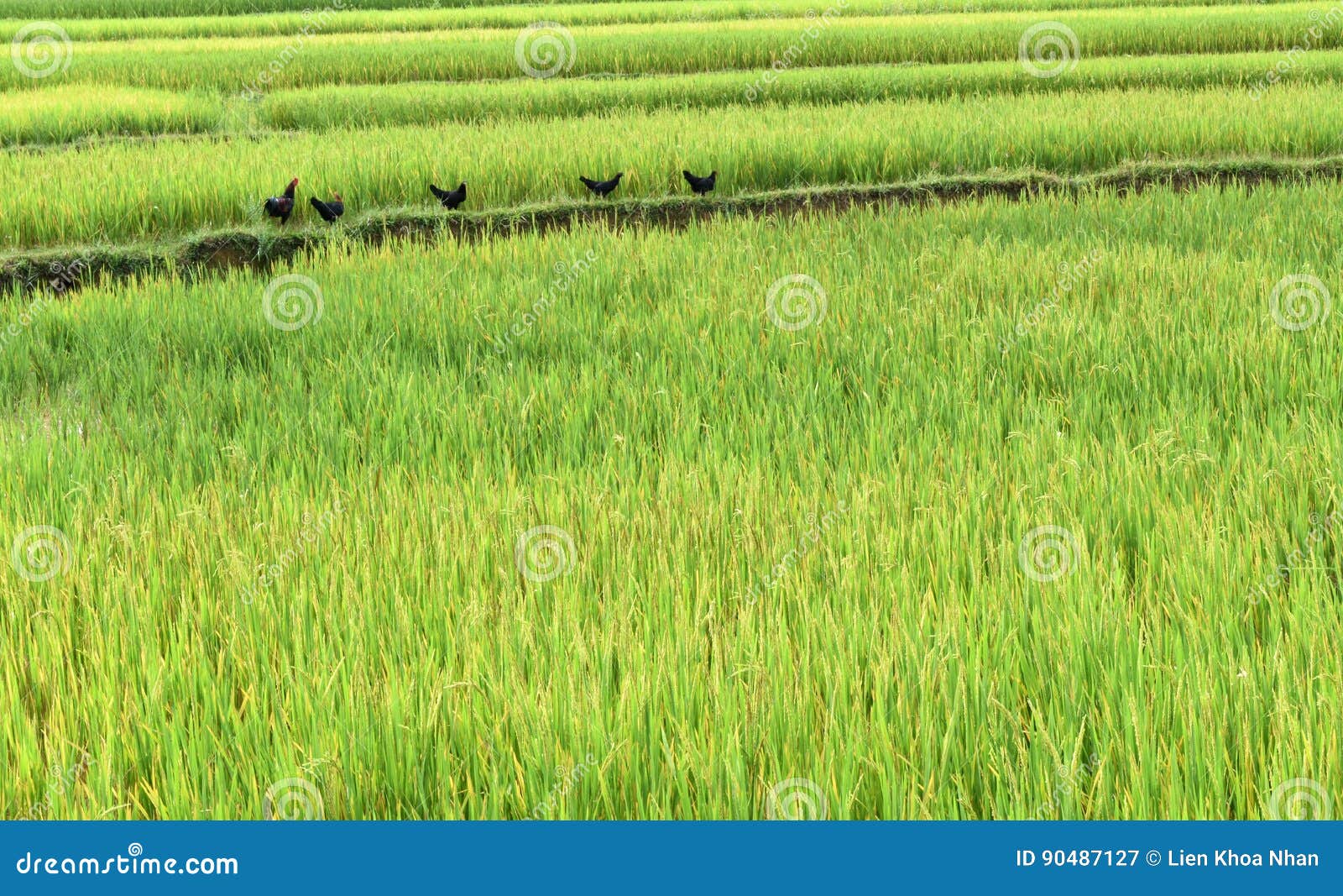 Chicken on rice field stock image. Image of plants, agricultural - 90487127