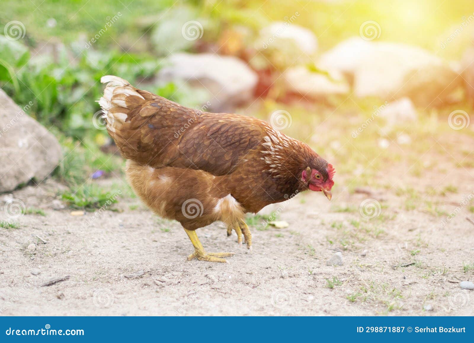 Chicken Roaming a High Altitude Plateau Stock Image - Image of ...