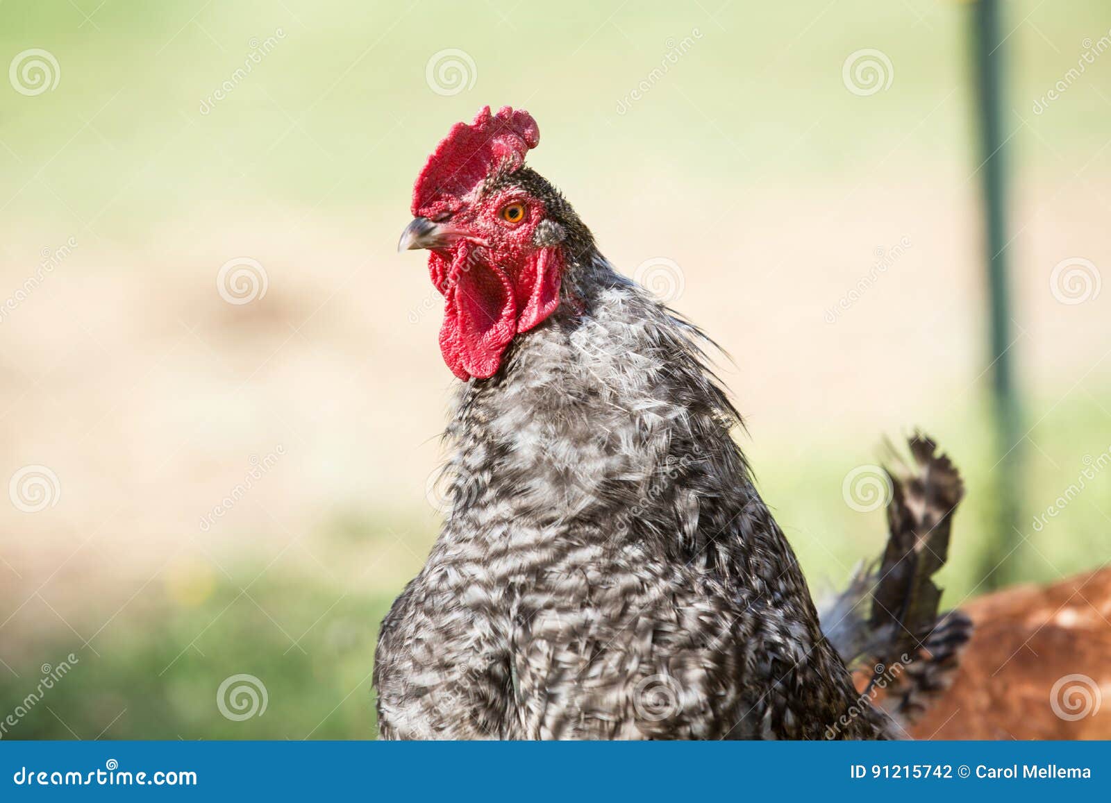 Chicken Roosert in Grass stock photo. Image of male, food - 91215742