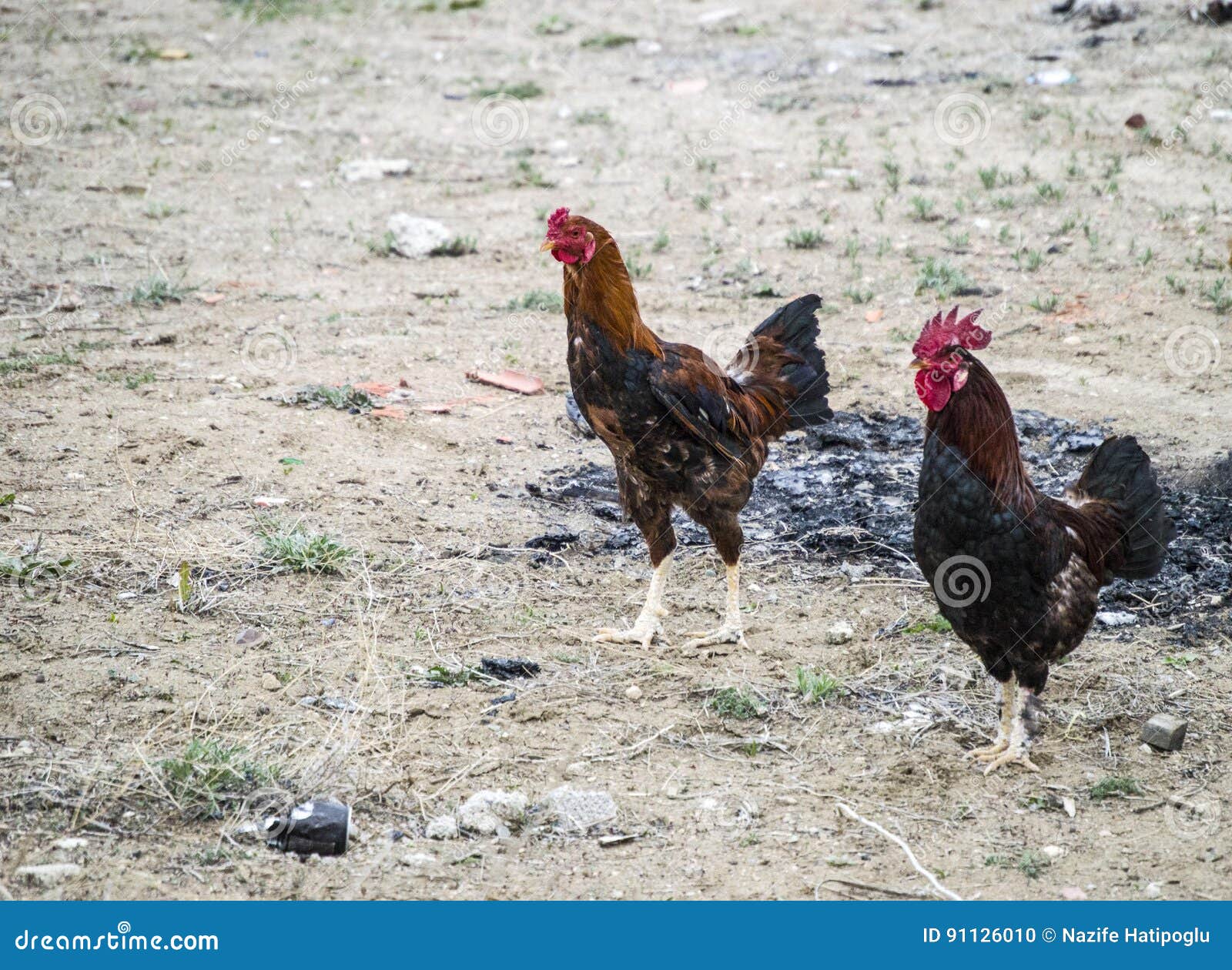 Chicken and Rooster, Chicken and Rooster in a Cluster Stock Photo ...