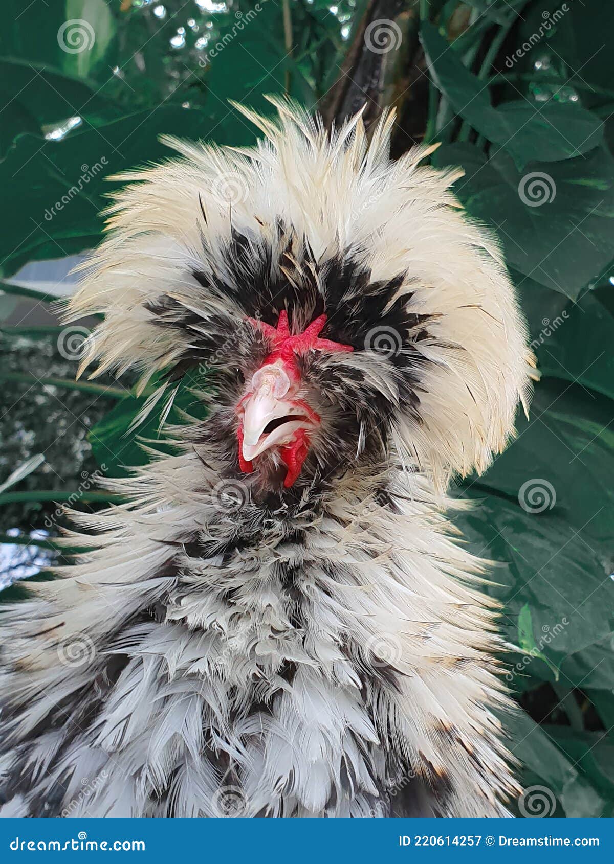 Chicken rooster cute stock image. Image of animal, beak - 220614257