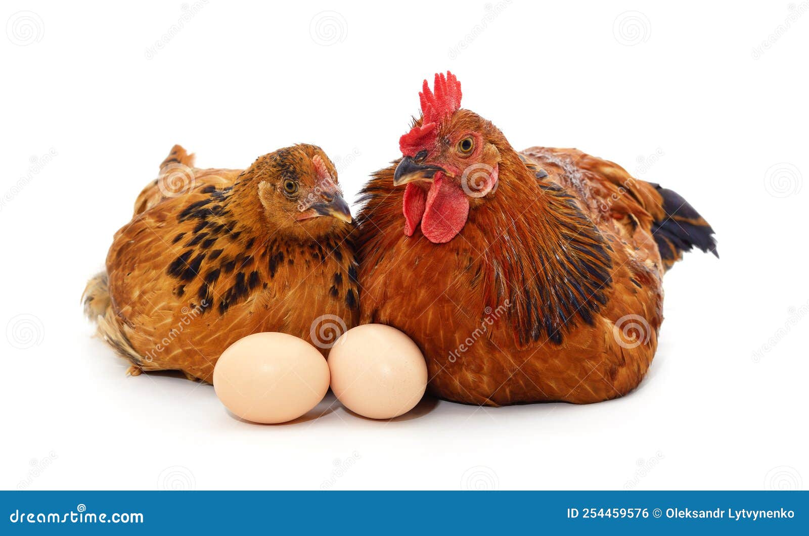 Chicken and Rooster with Eggs Stock Photo - Image of outdoors, colors ...