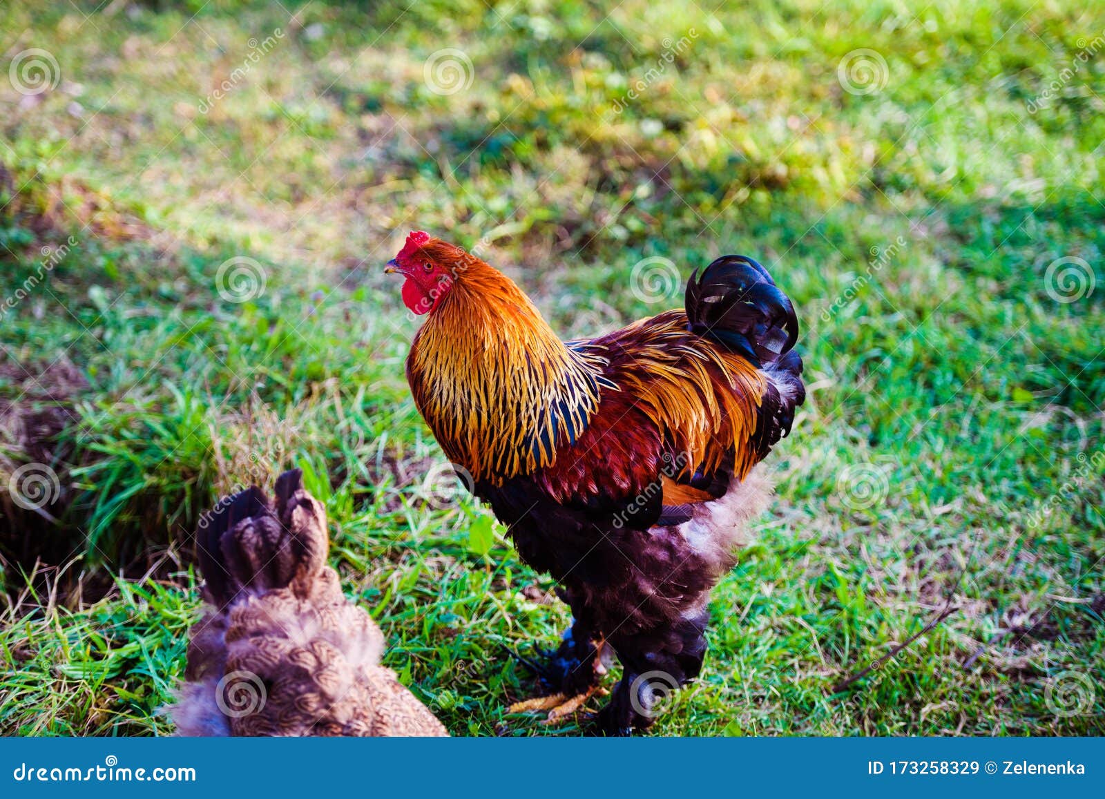 Chicken and Rooster on a Farm Stock Image - Image of organic, feather ...