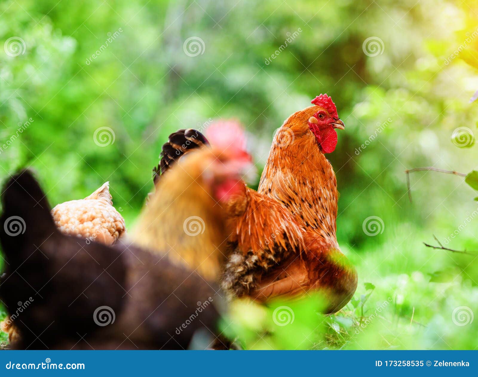 Chicken and Rooster on a Farm Stock Image - Image of farm, feather ...