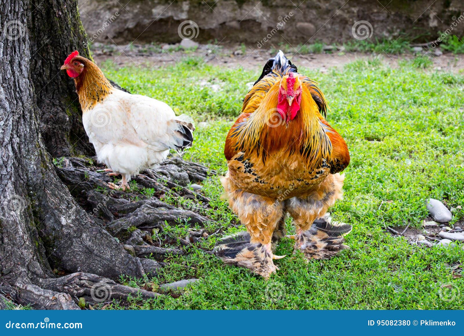 Chicken Rooster Statue At At Pamukkale ,Turkey. Pamukkale, Meaning ...