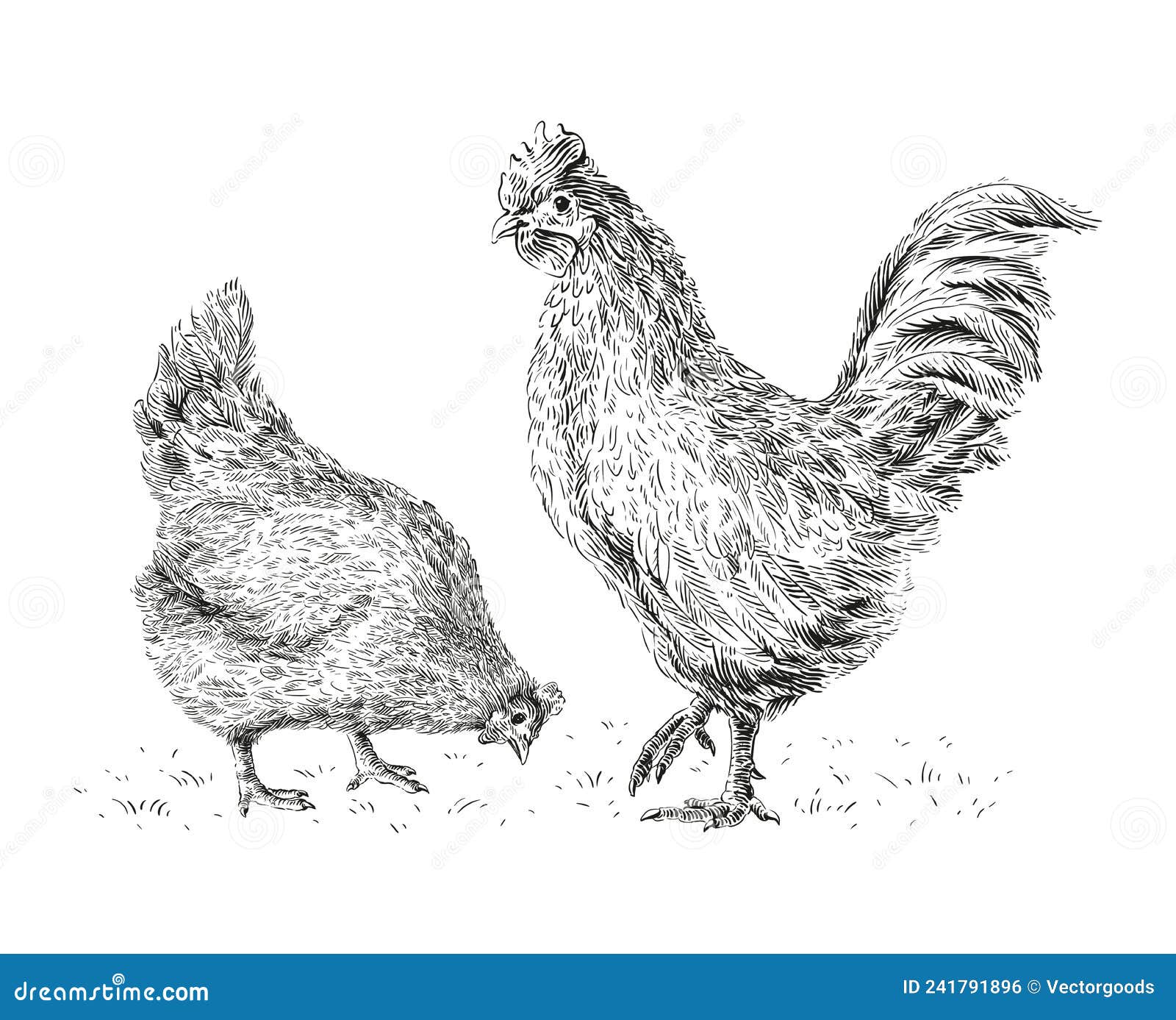 Chicken and Rooster Hand Drawing Sketch Engraving Illustration Style ...