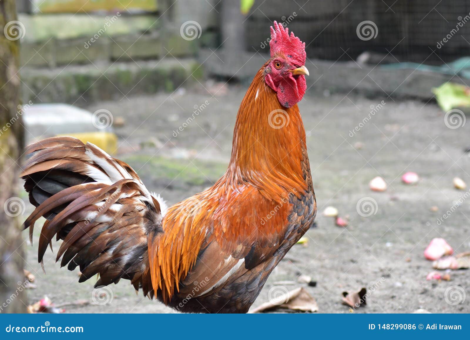Rooster stock photo. Image of pets, home, chicken, colors - 148299086
