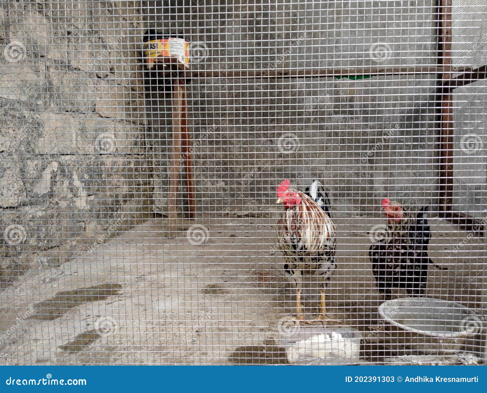 A Chicken Rooster Inside the Cage Stock Image - Image of city, bird ...