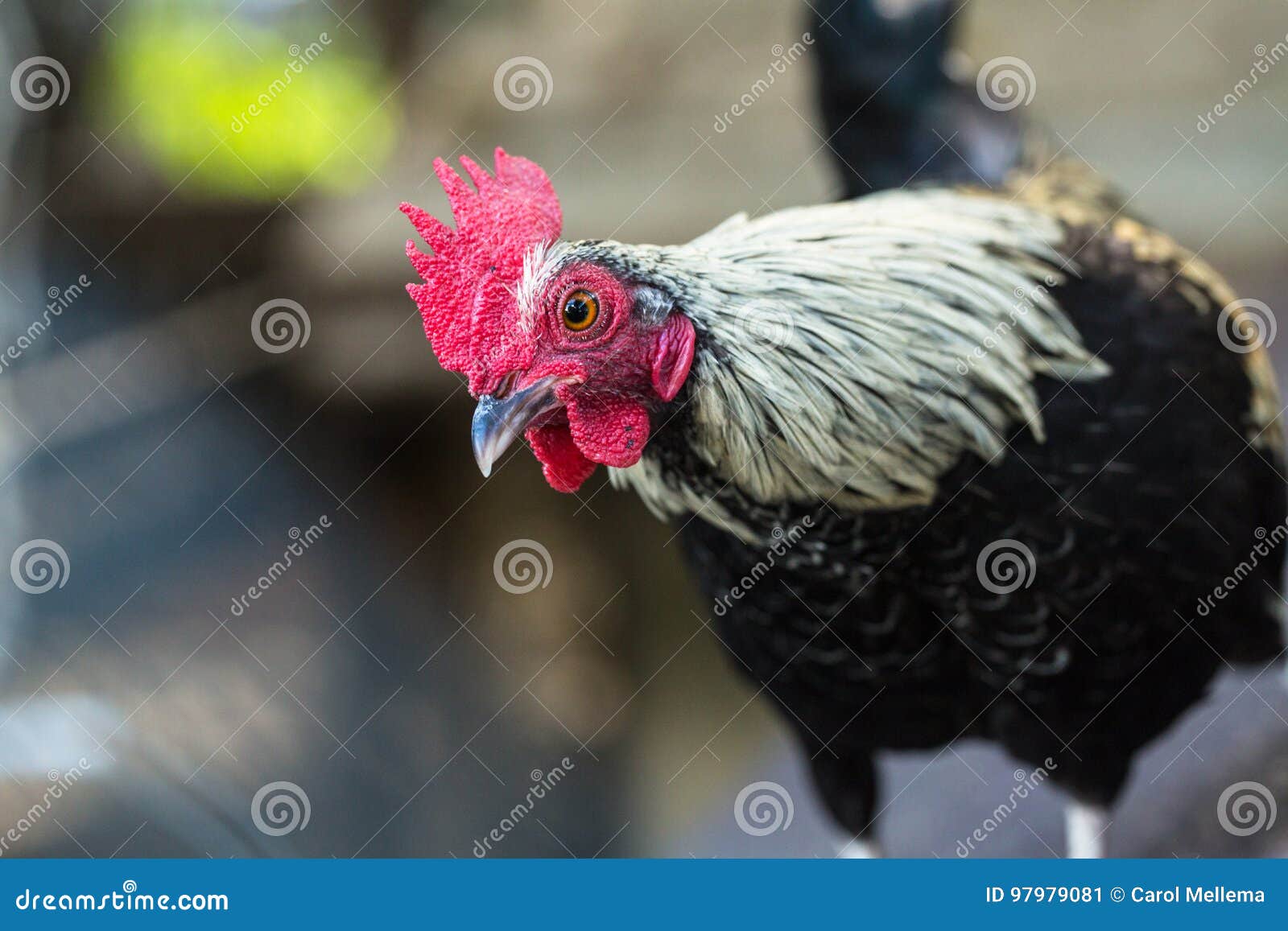 Chicken Rooster Looking at You Stock Image - Image of rural, poultry ...