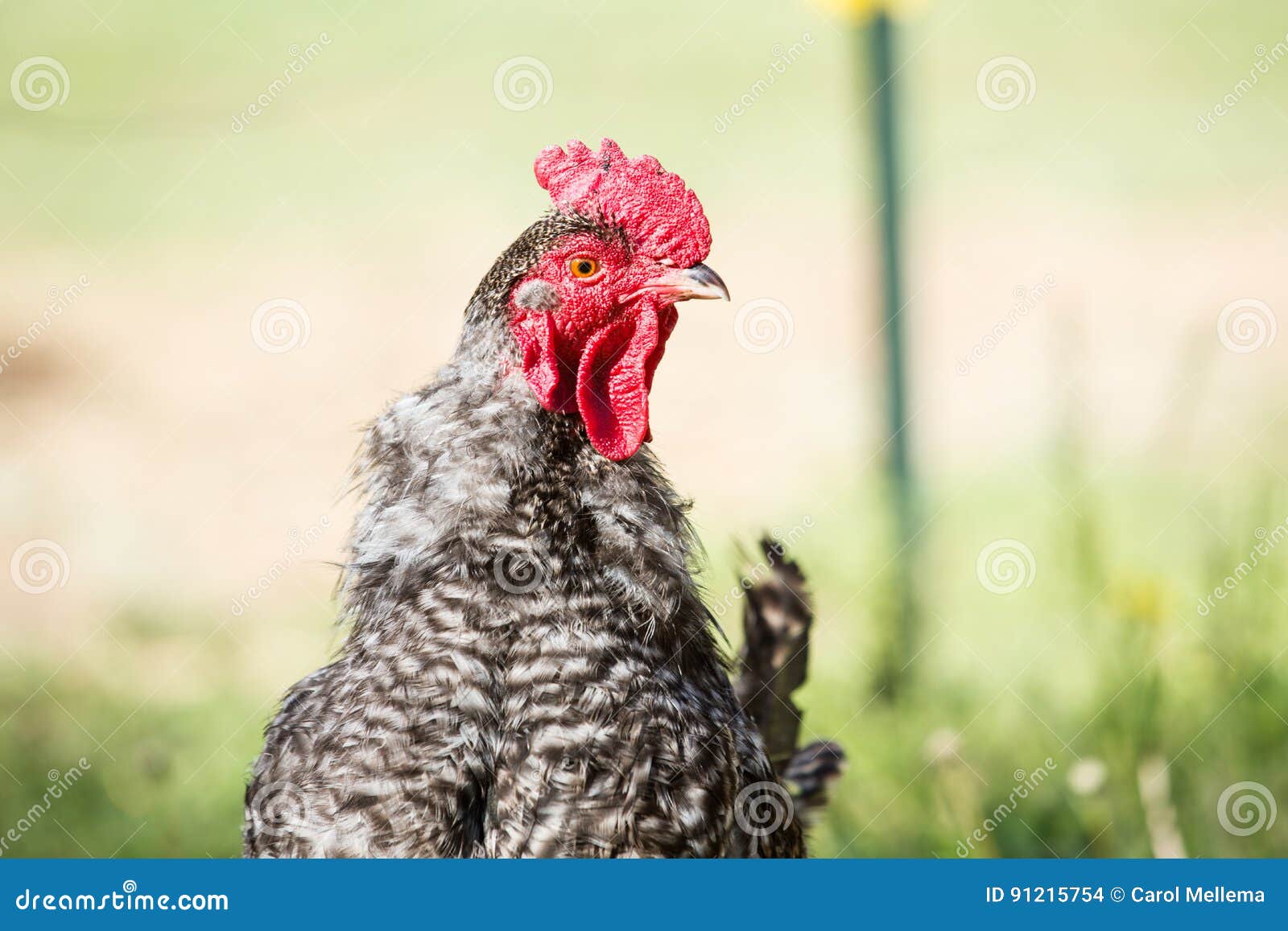 Chicken Rooster in Profile stock photo. Image of breakfast - 91215754