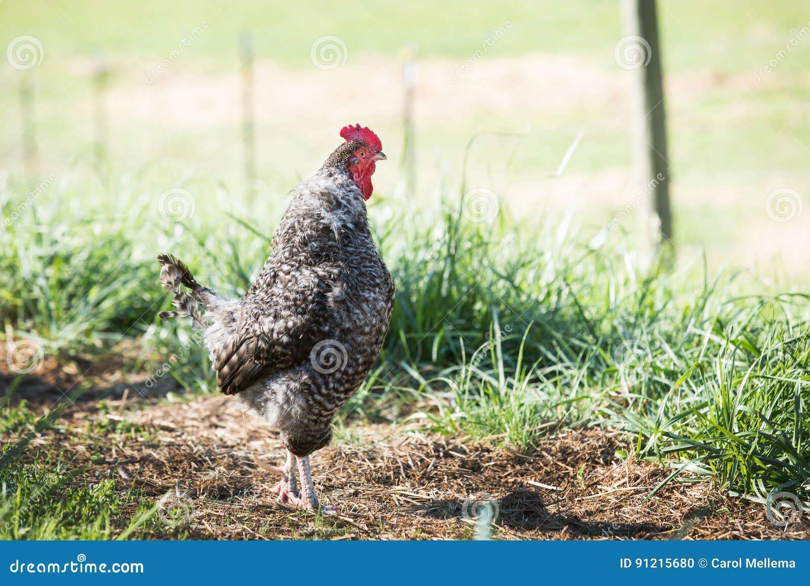 Chicken Rooster in Profile Standing Up Stock Photo - Image of meadow ...