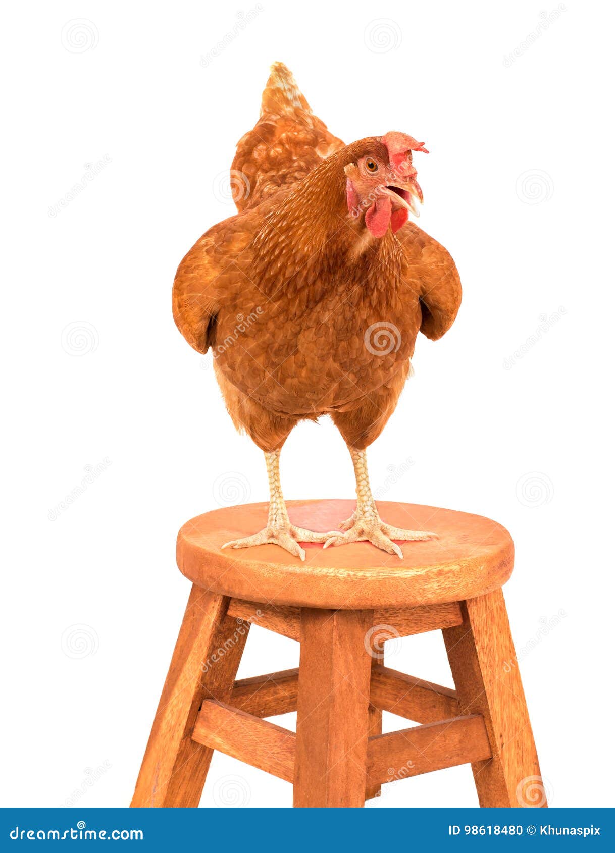 Chicken ,rooster Standing on Wood Path White Background Stock Photo ...