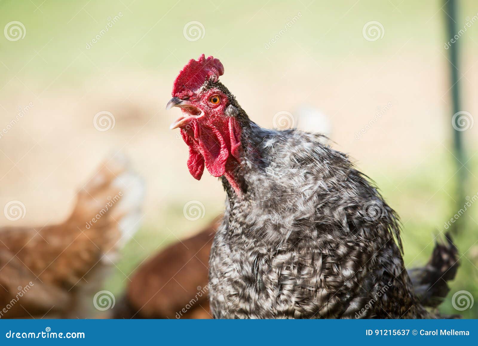 Chicken Rooster Yelling stock image. Image of rural, live - 91215637