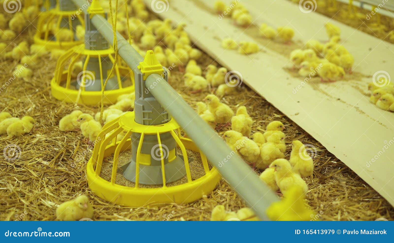 Chicken Routine Life in Modern Poultry Farm. 4K Stock Video - Video of ...